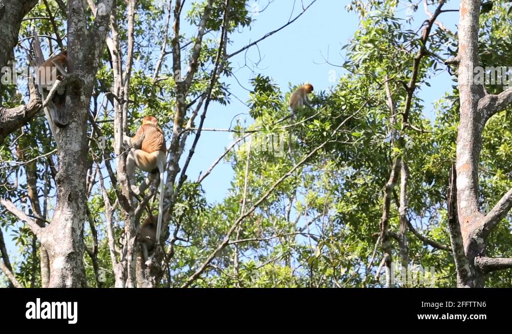 Monkeys jumping Stock Videos & Footage - HD and 4K Video Clips - Alamy