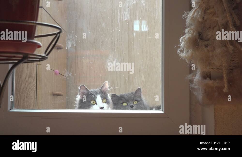 Two cat's head peering out of the window, animal, 4к Stock Video ...