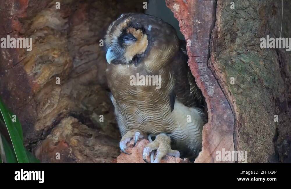 Strix bird species Stock Videos & Footage - HD and 4K Video Clips - Alamy