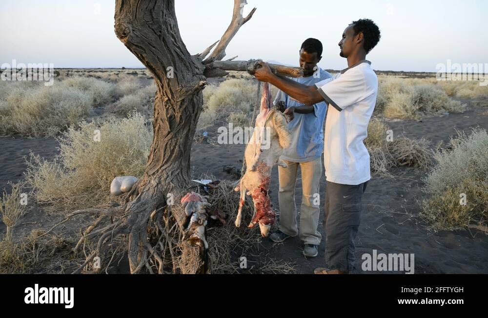 Ethiopia sheep Stock Videos & Footage - HD and 4K Video Clips - Alamy