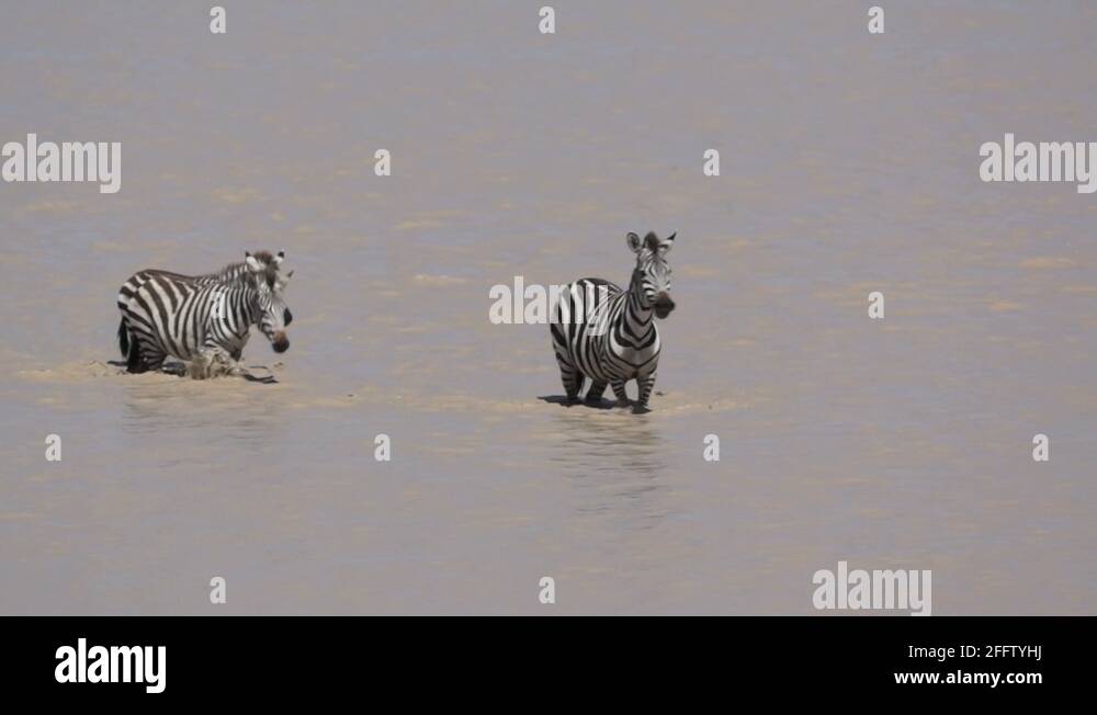 Zebra walk Stock Videos & Footage - HD and 4K Video Clips - Alamy