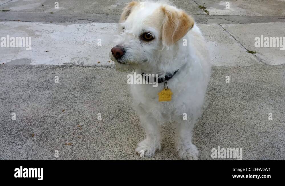 Obeying Stock Videos Footage HD And 4K Video Clips Alamy obeying-stock-videos-footage-hd-and-4k-video-clips-alamy