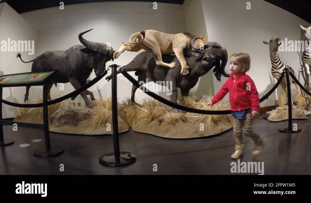 A family of animals Stock Videos & Footage - HD and 4K Video Clips - Alamy