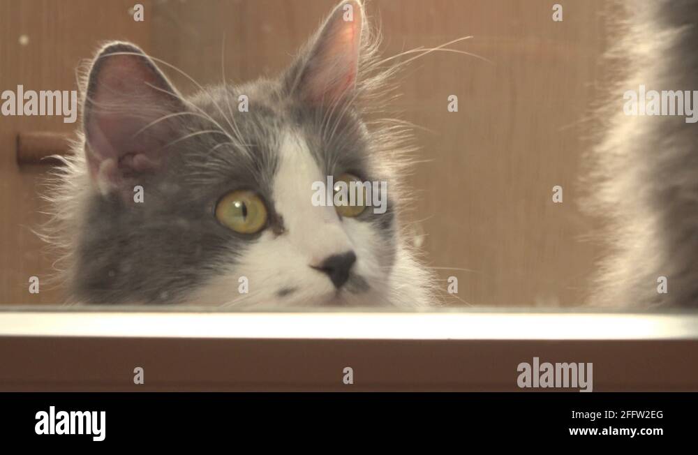 Two cat's head peering out of the window, animal, 4к Stock Video ...