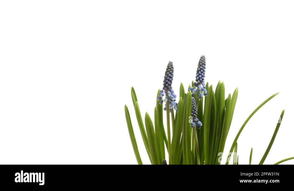 Muscari sp Stock Videos & Footage - HD and 4K Video Clips - Alamy