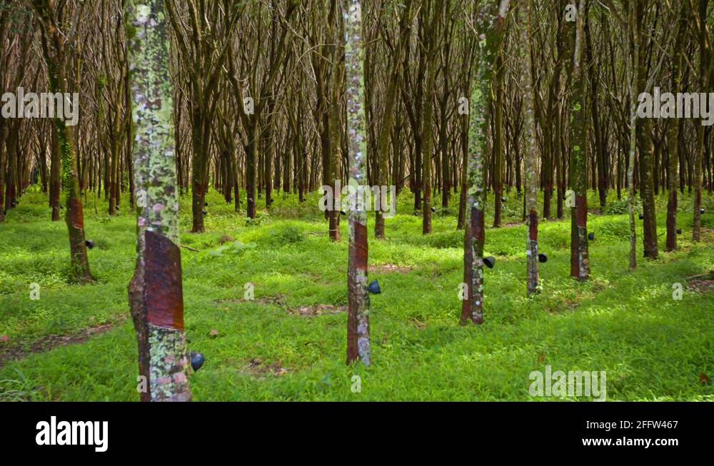 Plantation of Hevea Trees from an Oblique Angle Stock Video Footage - Alamy