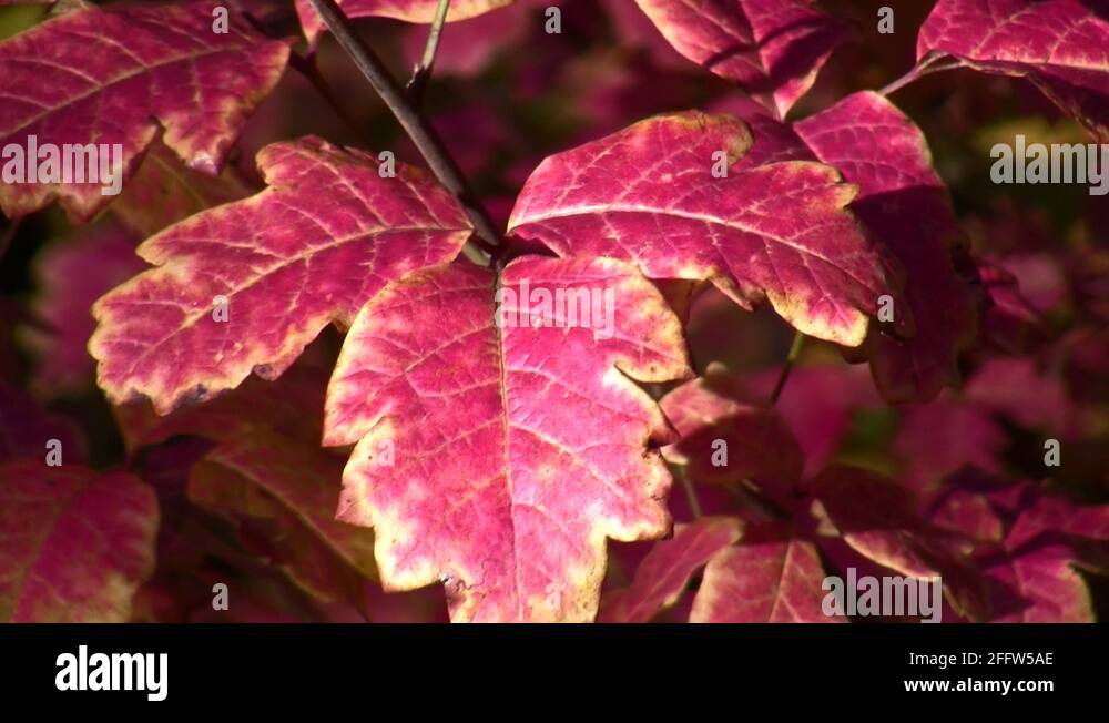 Zoomed plants Stock Videos & Footage - HD and 4K Video Clips - Alamy