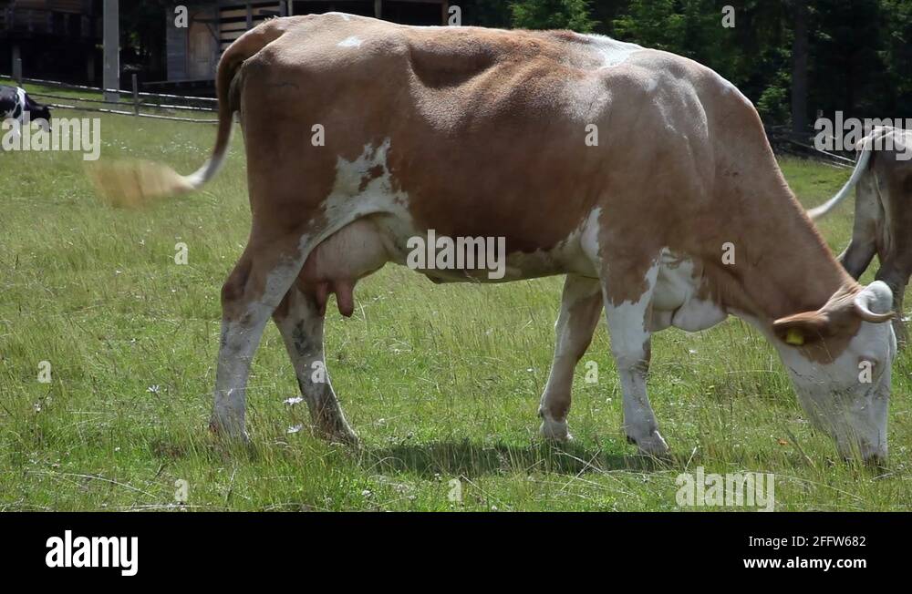 Bovine herd animals Stock Videos & Footage - HD and 4K Video Clips - Alamy