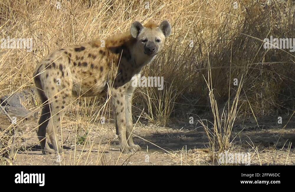 Hyena laughing Stock Videos & Footage - HD and 4K Video Clips - Alamy