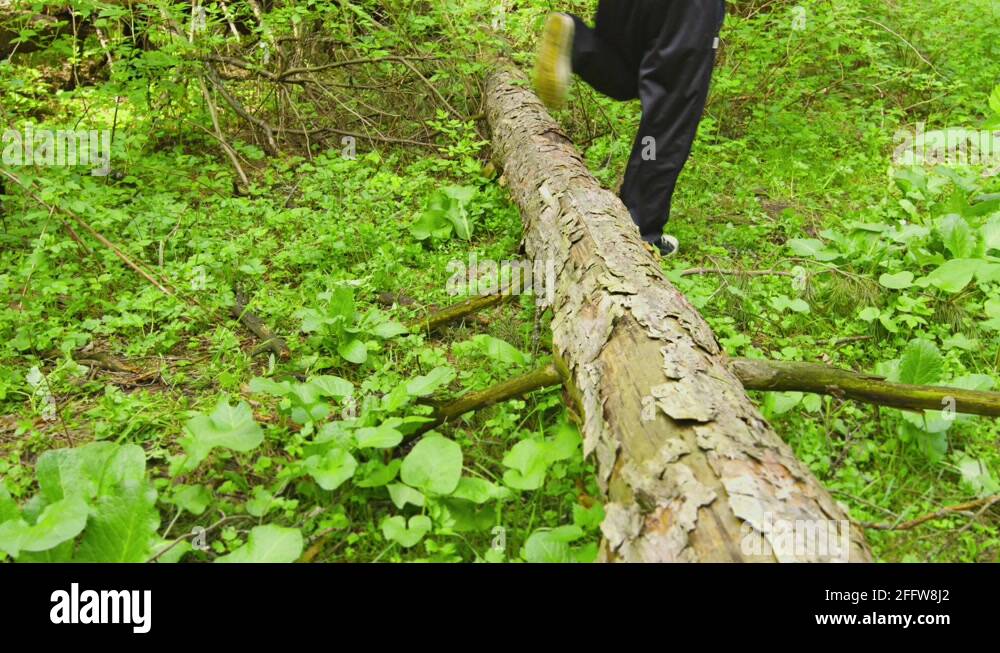 Hiking through the forest. Tree trunk lying on the ground and legs of a ...