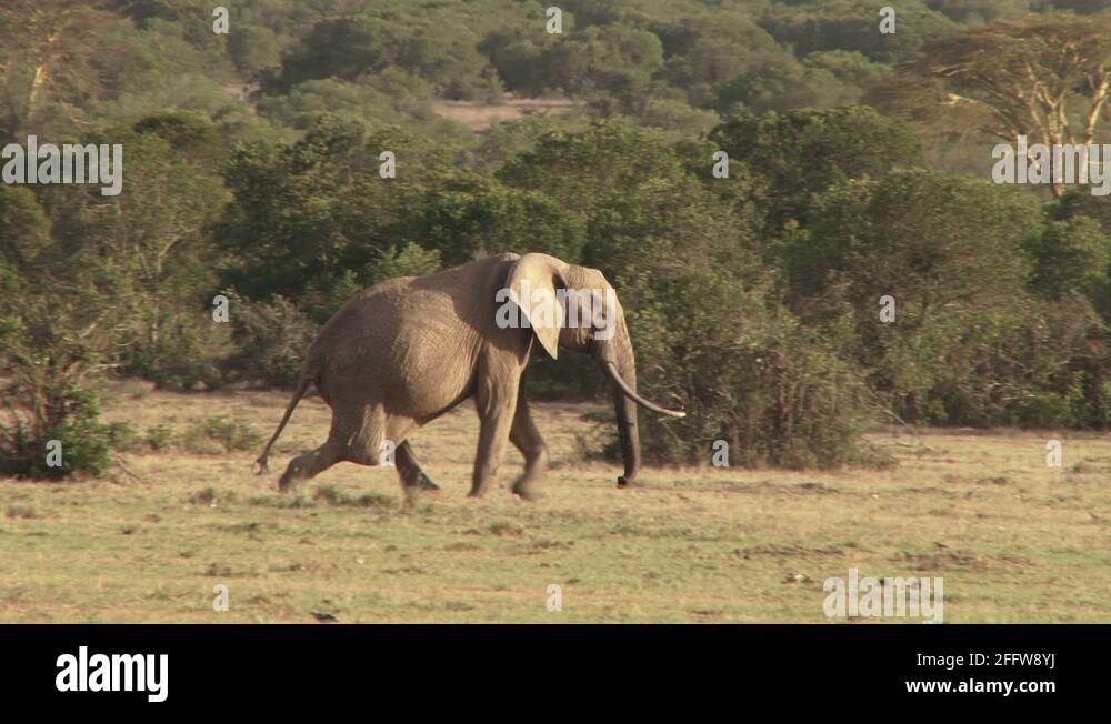 Deformed animals Stock Videos & Footage - HD and 4K Video Clips - Alamy