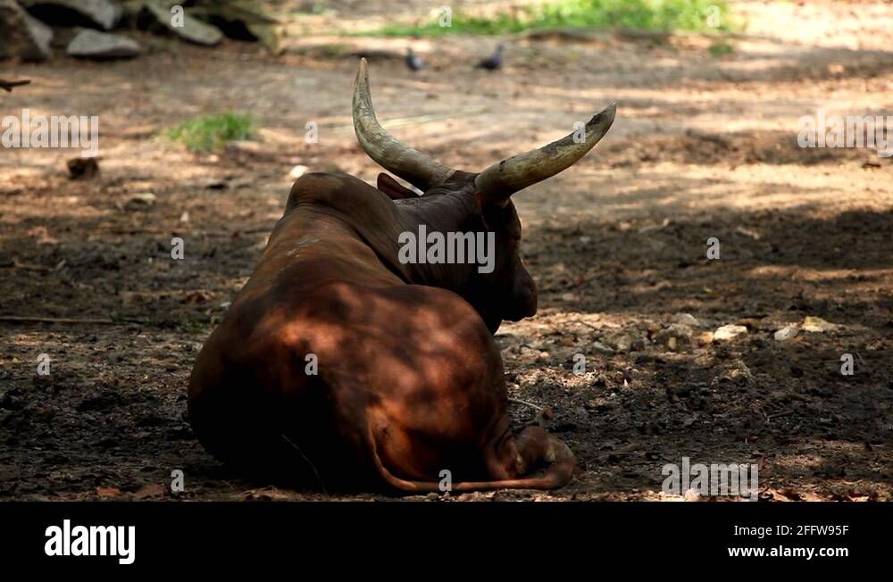 Bovinae Stock Videos & Footage - HD and 4K Video Clips - Alamy