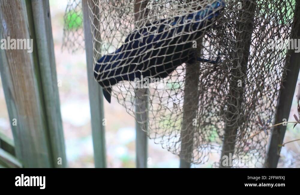 Tangled bird Stock Videos & Footage - HD and 4K Video Clips - Alamy