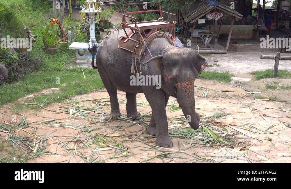 elephant with seat on his back Stock Video Footage - Alamy
