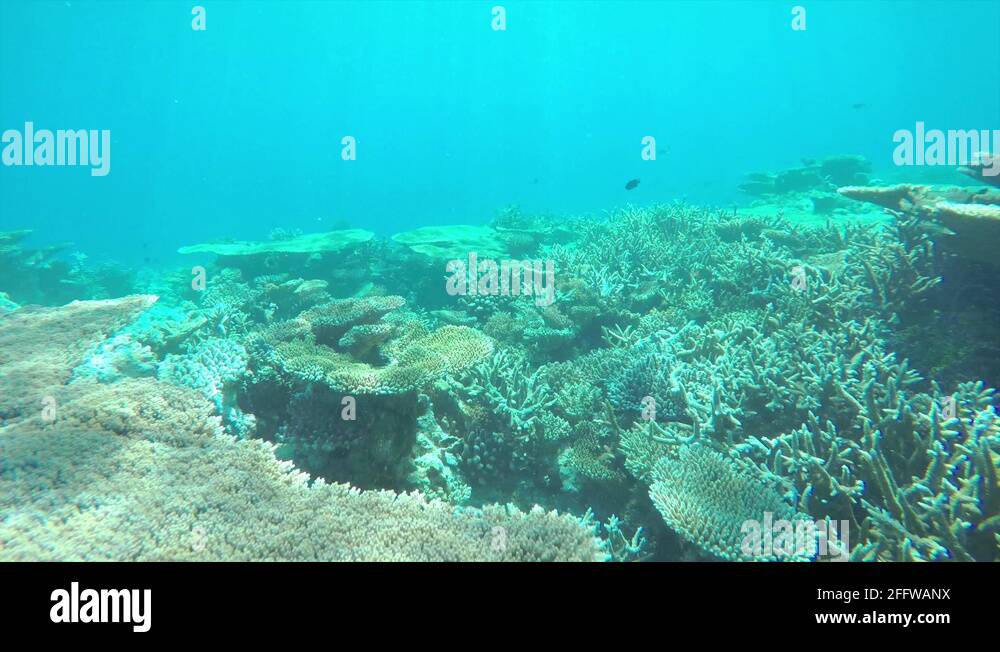 Indian ocean fish Stock Videos & Footage - HD and 4K Video Clips - Alamy