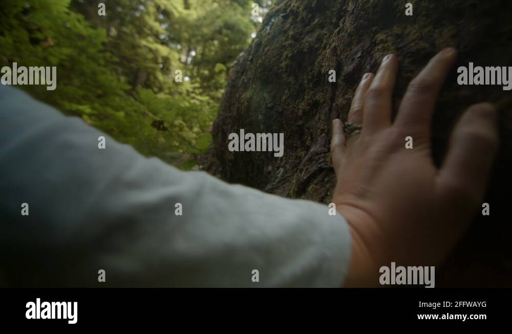 Closeup Of A Woman's Hand Touching A Giant Tree In The Temperate ...