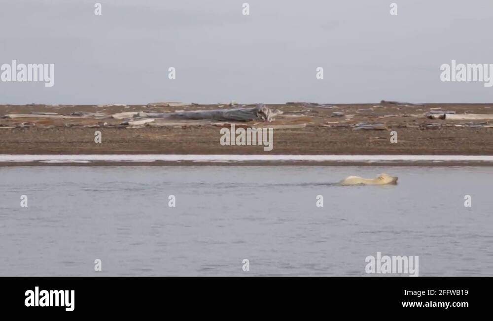 Running bears Stock Videos & Footage - HD and 4K Video Clips - Alamy