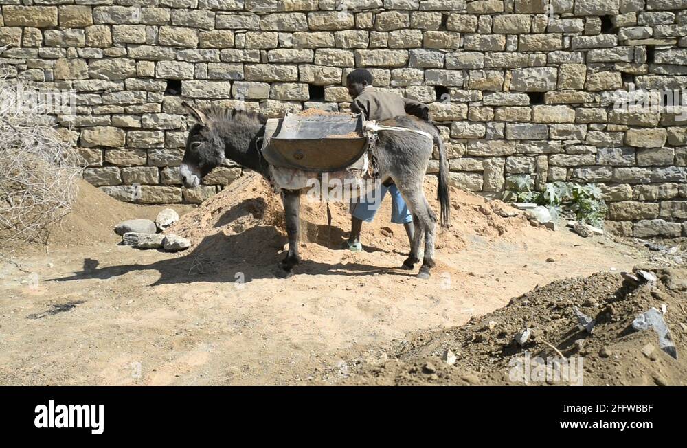 Man carrying donkey Stock Videos & Footage - HD and 4K Video Clips - Alamy