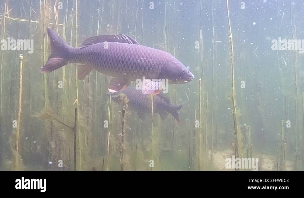Common carp Stock Videos & Footage - HD and 4K Video Clips - Alamy