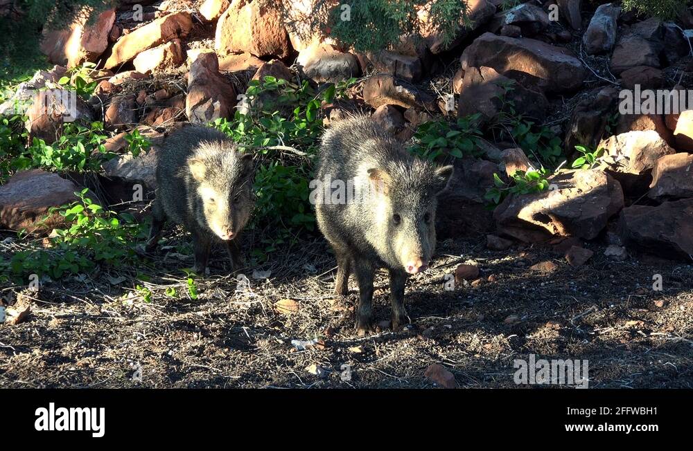 Wild pig tusks Stock Videos & Footage - HD and 4K Video Clips - Alamy