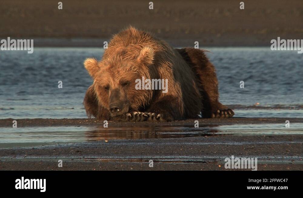 Grizzly bear relaxing Stock Videos & Footage - HD and 4K Video Clips ...