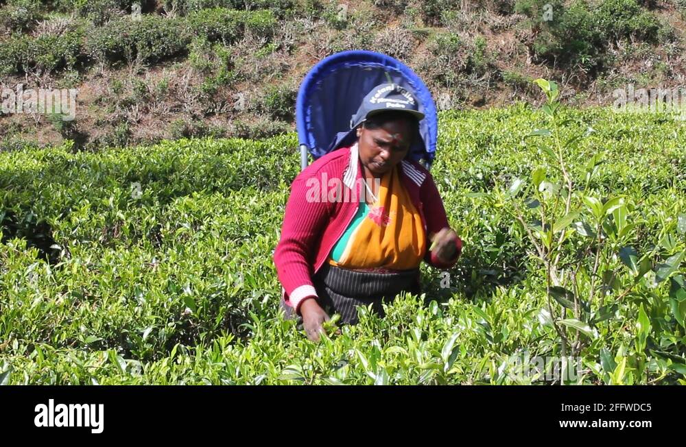 Female tea worker Stock Videos & Footage - HD and 4K Video Clips - Alamy