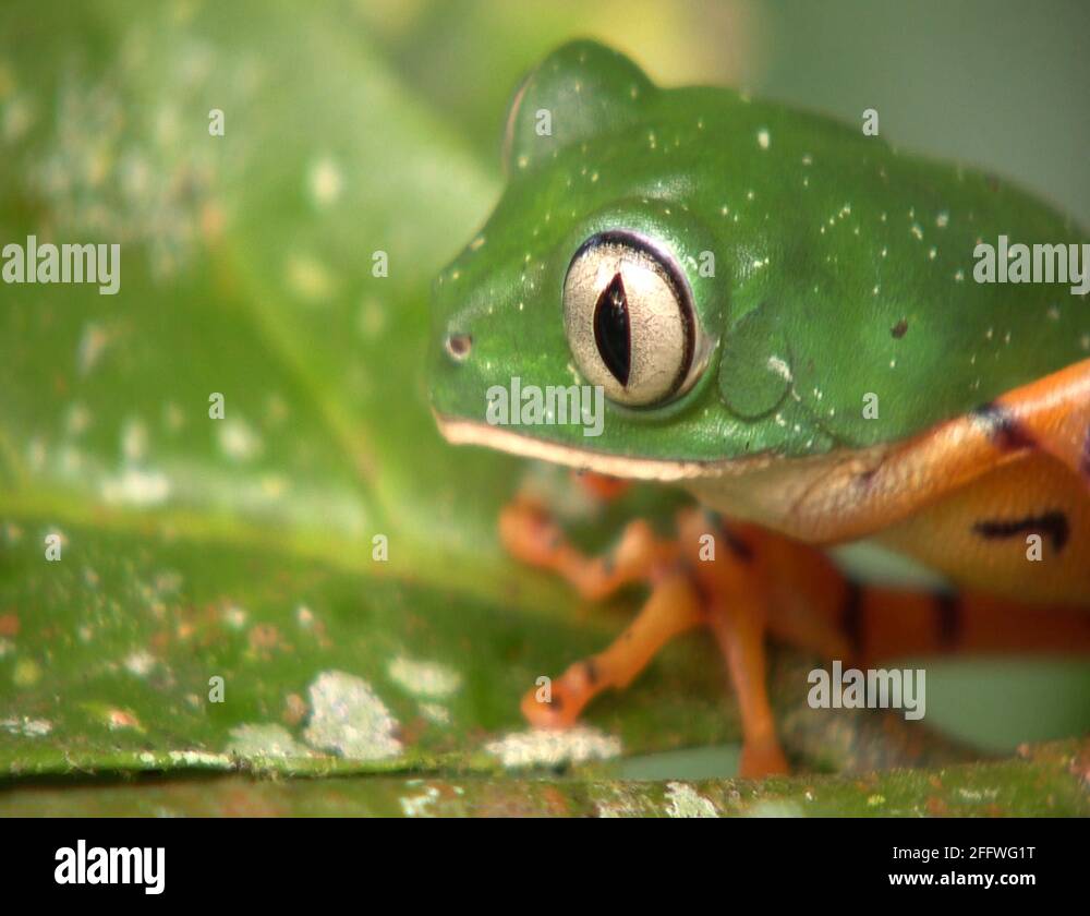 Monkey frog Stock Videos & Footage - HD and 4K Video Clips - Alamy