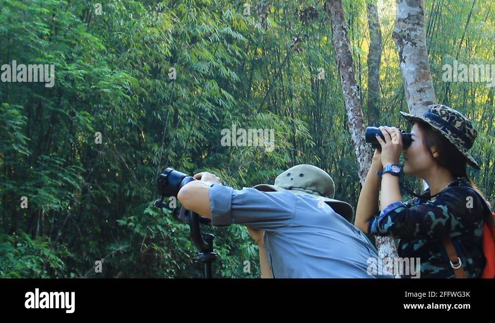 Birdwatching in thailand Stock Videos & Footage - HD and 4K Video Clips ...