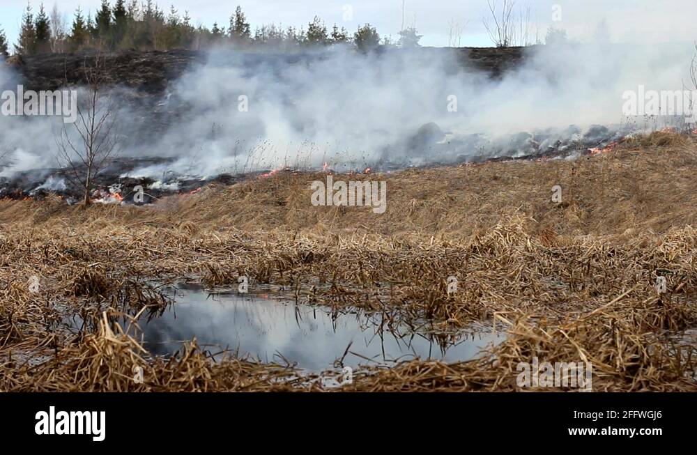 Forest fire spread Stock Videos & Footage - HD and 4K Video Clips - Alamy