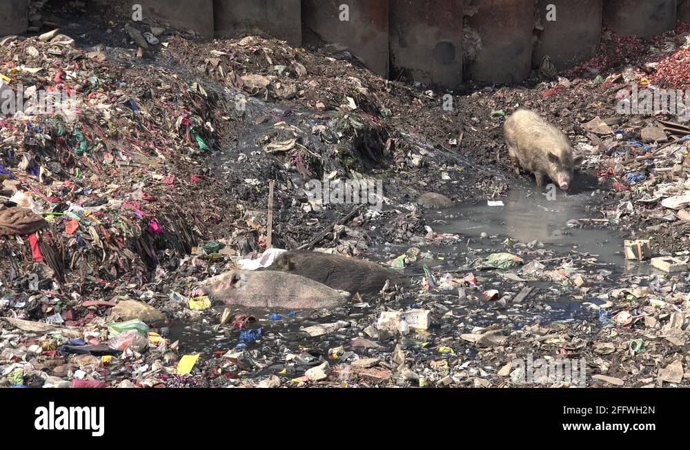 Polluted river in Mumbai slums, trash, waste, garbage, feeding pigs ...
