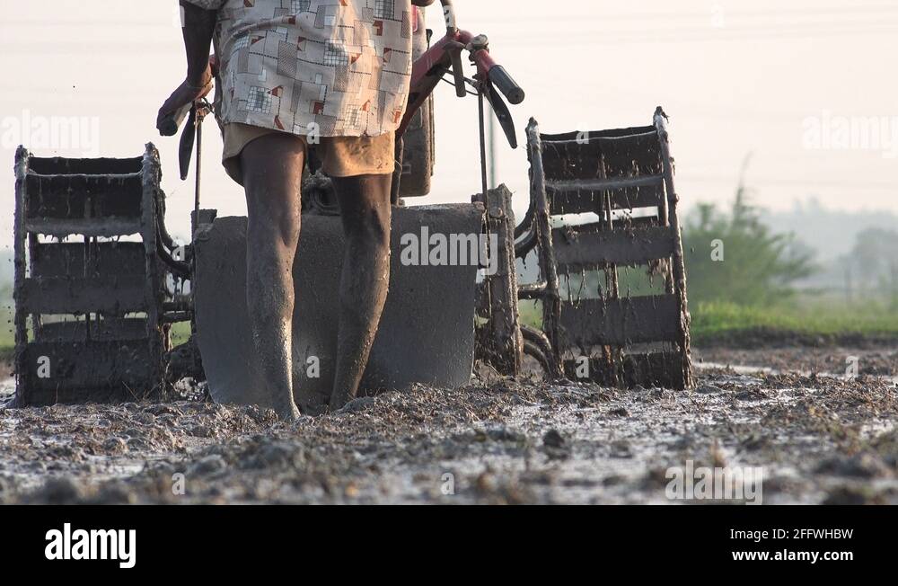 Feet and legs of farmer plowing paddy field in India, farming ...