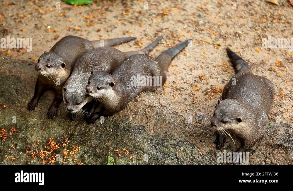 Mustelidae or weasel family Stock Videos & Footage - HD and 4K Video Clips - Alamy