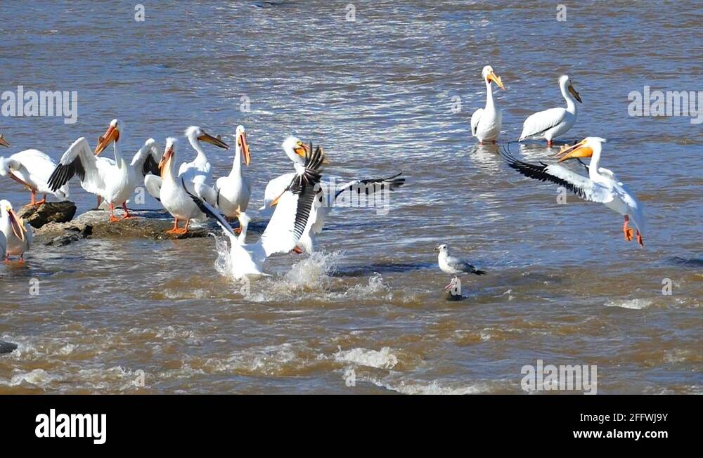 Wings out landing Stock Videos & Footage - HD and 4K Video Clips - Alamy