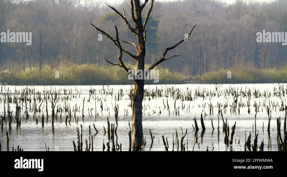 Drowned tree Stock Videos & Footage - HD and 4K Video Clips - Alamy