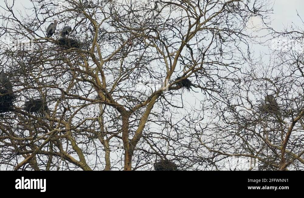 Rookery tree Stock Videos & Footage - HD and 4K Video Clips - Alamy