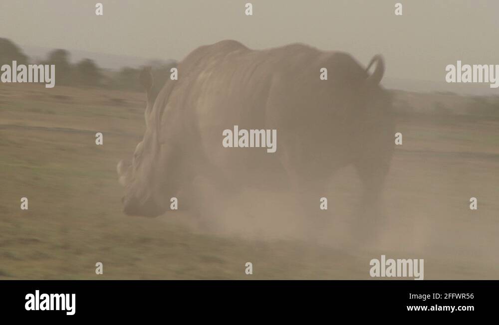 Angry rhino Stock Videos & Footage - HD and 4K Video Clips - Alamy