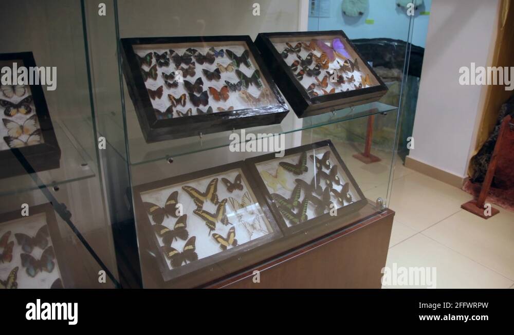 Exhibit exhibition collection history museum Stock Videos & Footage ...