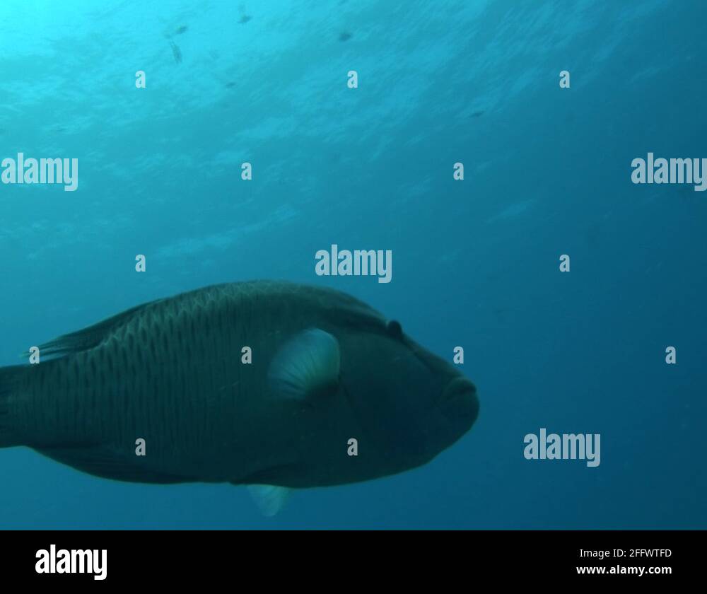 South island parrot Stock Videos & Footage - HD and 4K Video Clips - Alamy