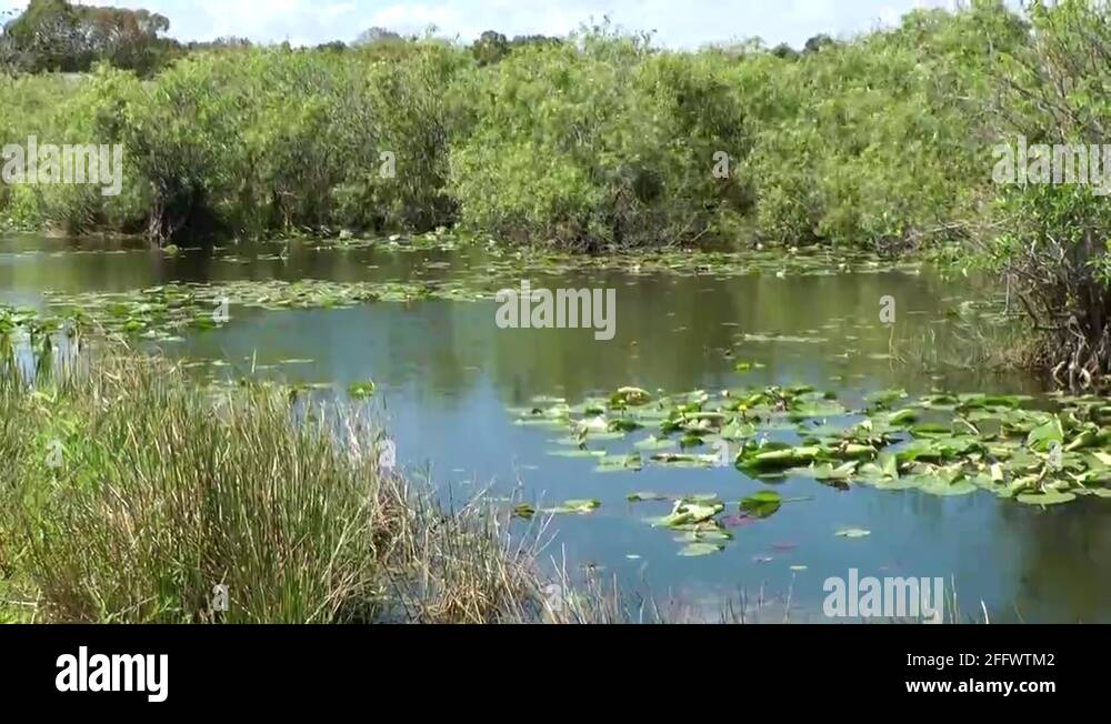 Aquatic nature trail Stock Videos & Footage - HD and 4K Video Clips - Alamy