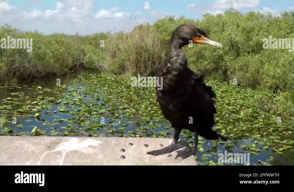 Everglades national park bird Stock Videos & Footage - HD and 4K Video ...