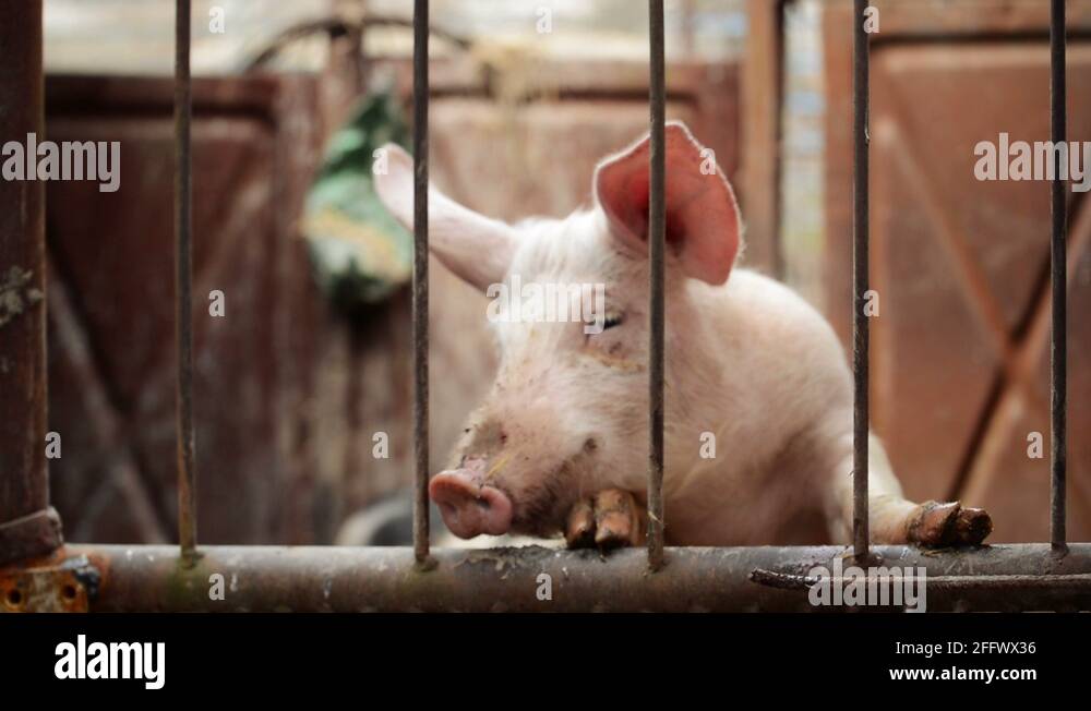 Breeding animal Stock Videos & Footage - HD and 4K Video Clips - Alamy