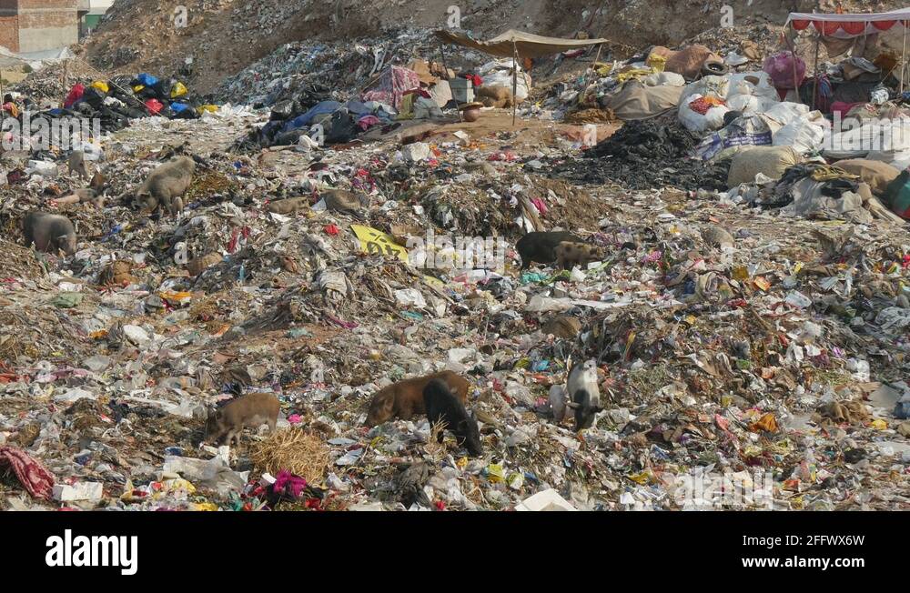 India garbage dump Stock Videos & Footage - HD and 4K Video Clips - Alamy