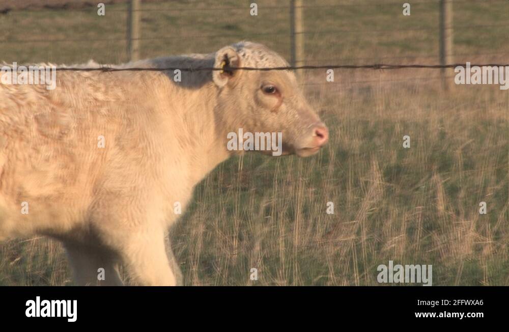 Numbered cattle Stock Videos & Footage - HD and 4K Video Clips - Alamy
