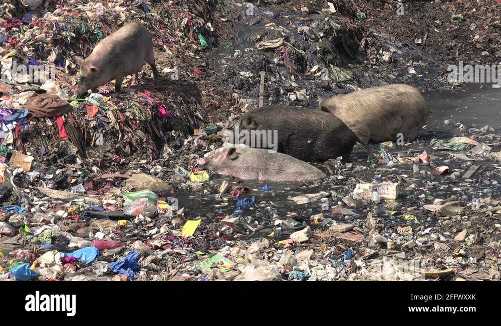 Poor feeding in india Stock Videos & Footage - HD and 4K Video Clips ...