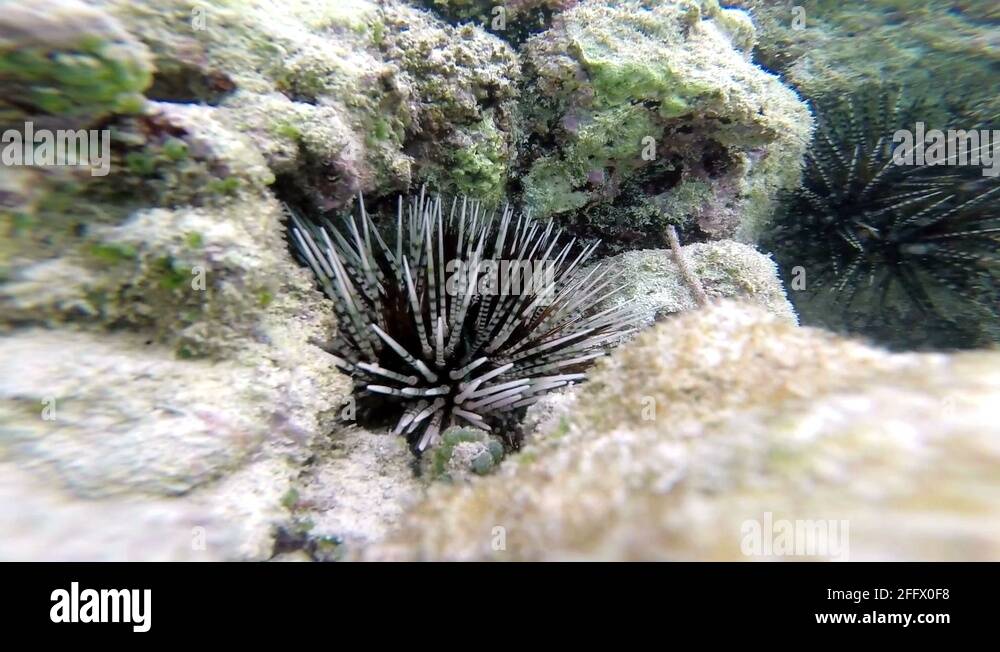 Green sea urchin underwater Stock Videos & Footage - HD and 4K Video ...