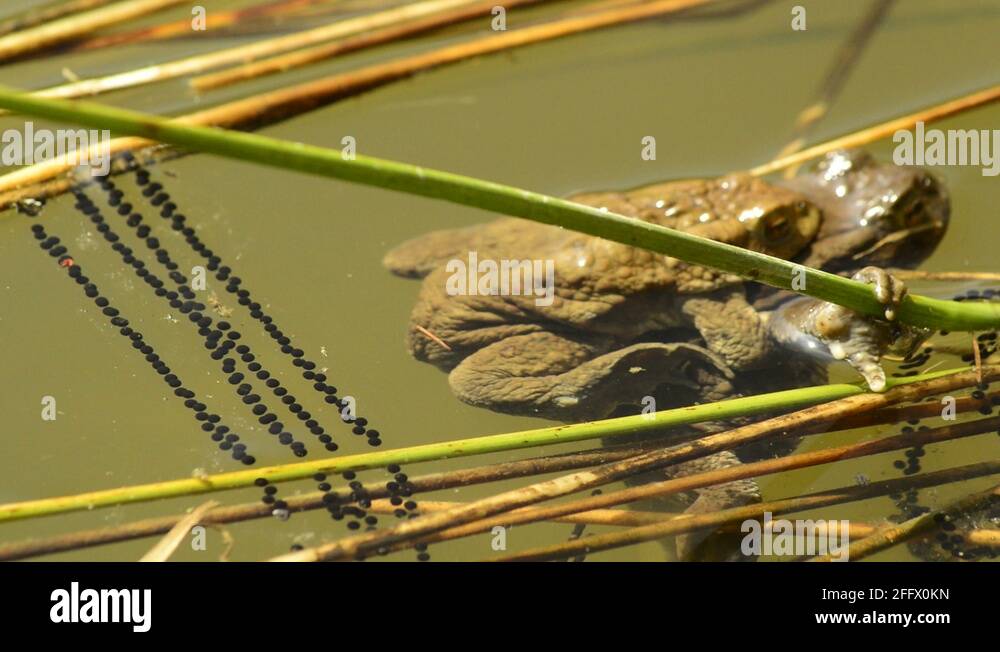 Amphibian reproduction Stock Videos & Footage - HD and 4K Video Clips ...
