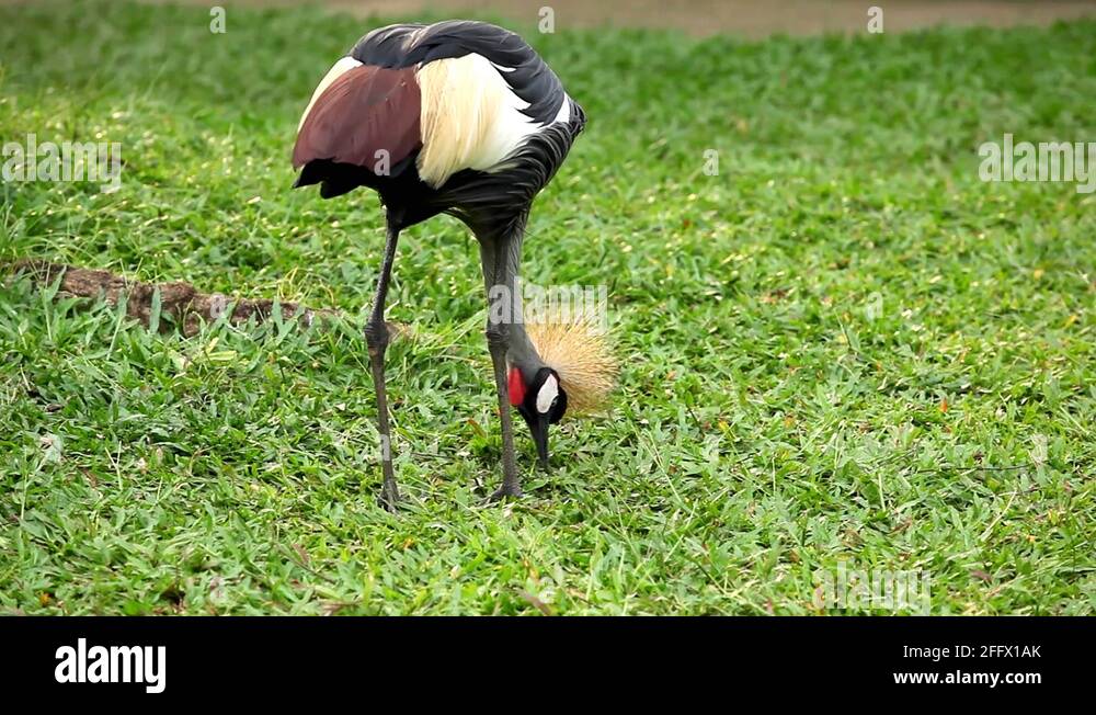 Crest bird Stock Videos & Footage - HD and 4K Video Clips - Alamy