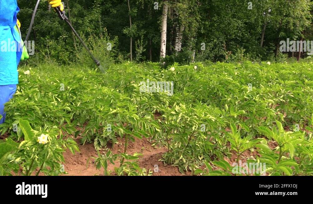 Weeds for insects Stock Videos & Footage - HD and 4K Video Clips - Alamy