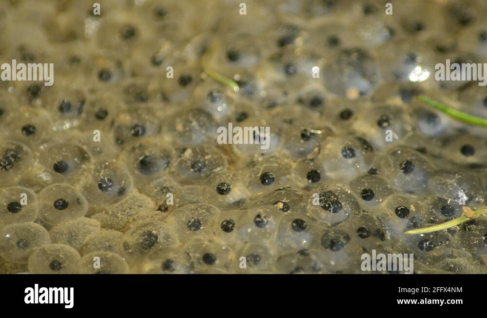 Nature spawn eggs tadpole Stock Videos & Footage - HD and 4K Video ...
