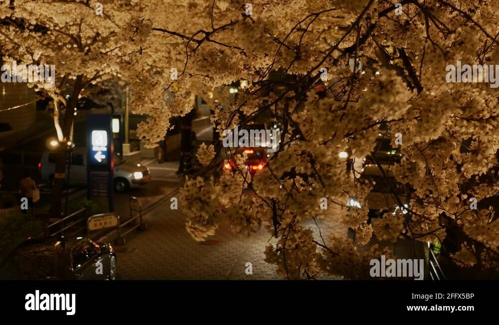 illuminated cherry blossom tree at night Stock Video Footage - Alamy